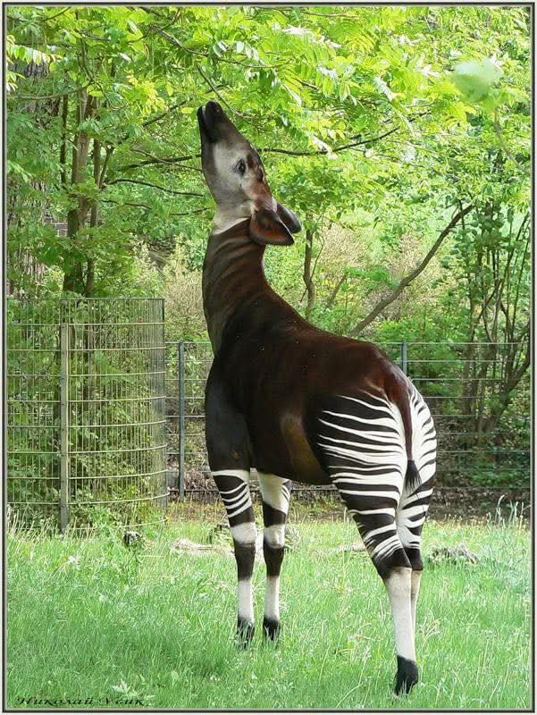 RDC : l’okapi obtient la protection internationale maximale – B-one ...